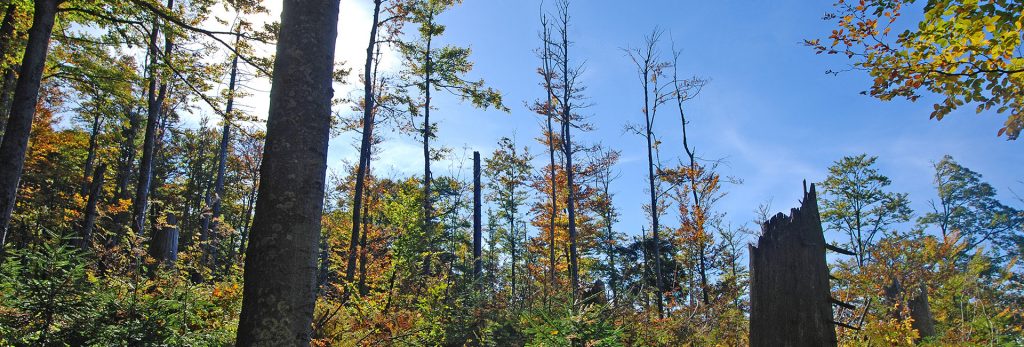 Waldmonitoring und Fernerkundung | RSS