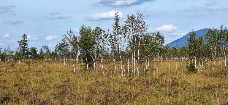 MooRe - Multiscale monitoring of peatland restoration - Remote Sensing ...